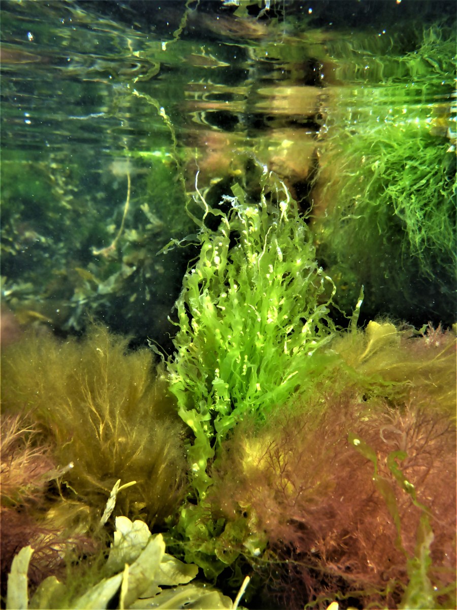 Valuable components of Ulva intestinalis: publication out now! – Sophie ...