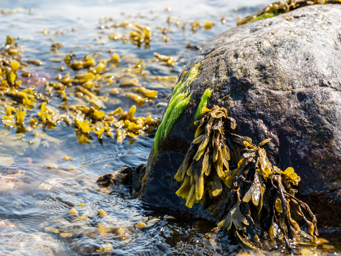 NEW year, NEW species, NEW biodiversity article – Sophie Steinhagen ...