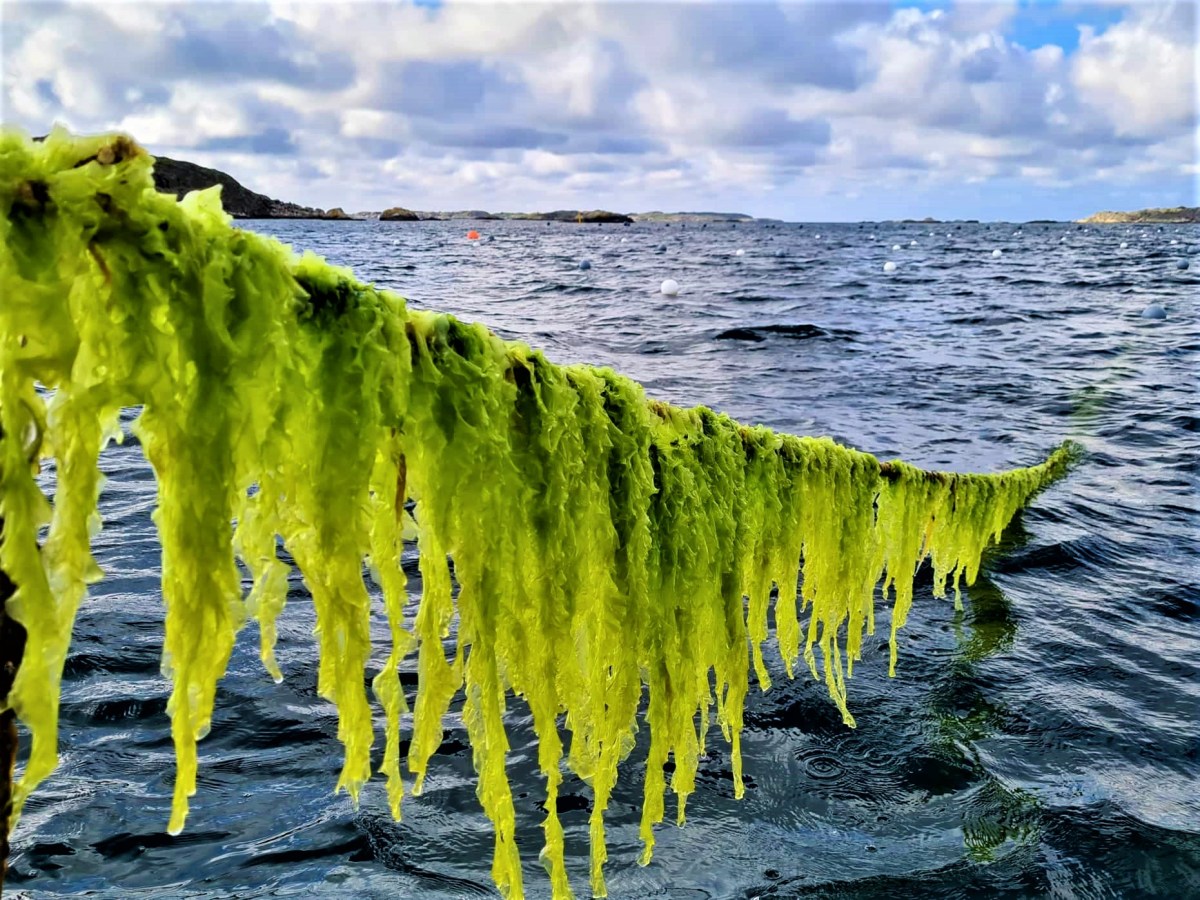 NEW paper: Off-shore aquaculture of Sea Lettuce beyond pilot scale ...