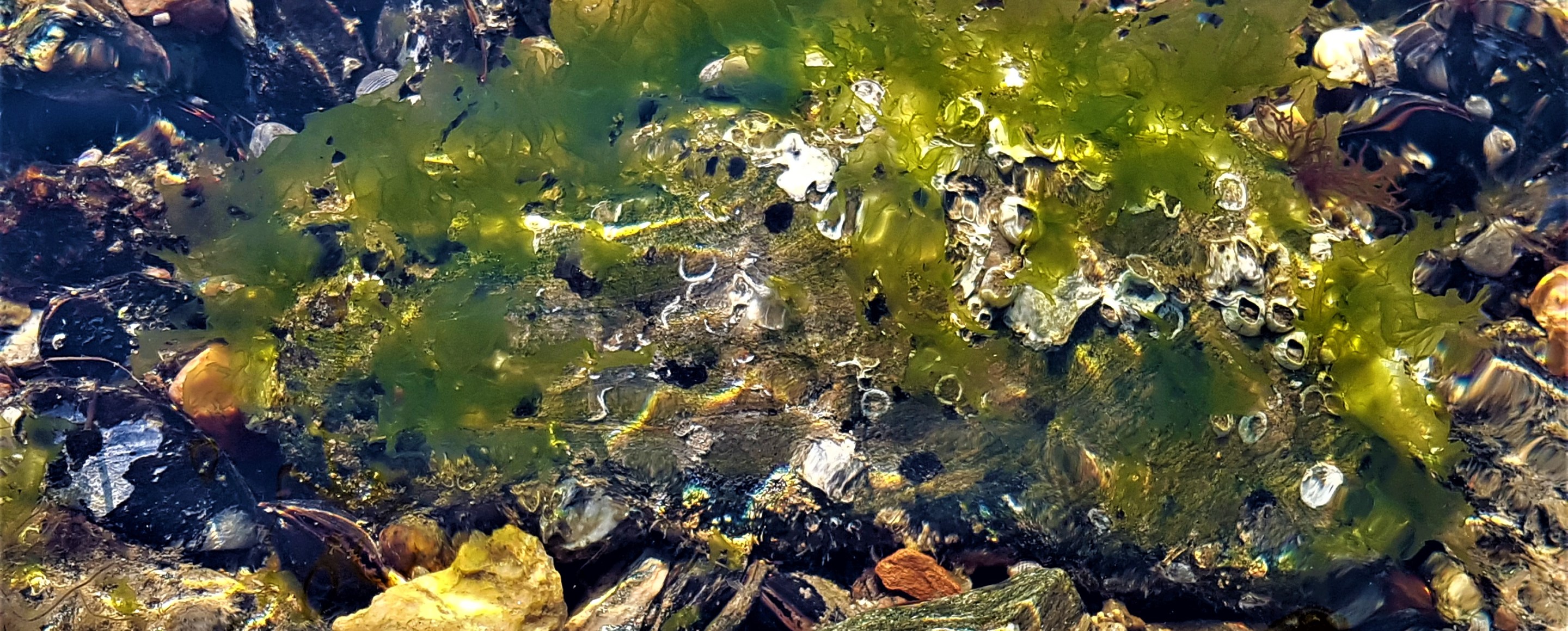 Biodiversity of foliose monostromatic green algae in the Baltic Sea ...