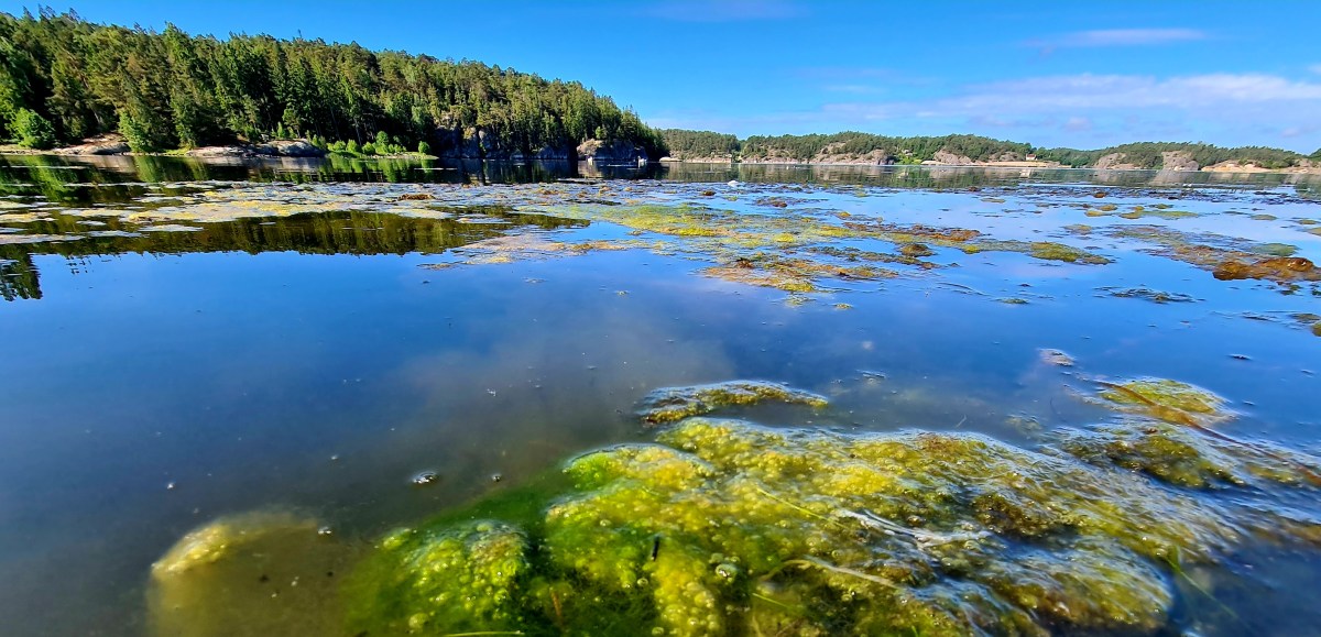 New article, new Ulva species – the unheeded existence of the tubular ...
