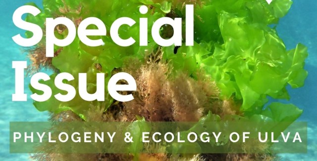 Ulva Algae Ulva Aka Green Seaweed Help | Reef2Reef