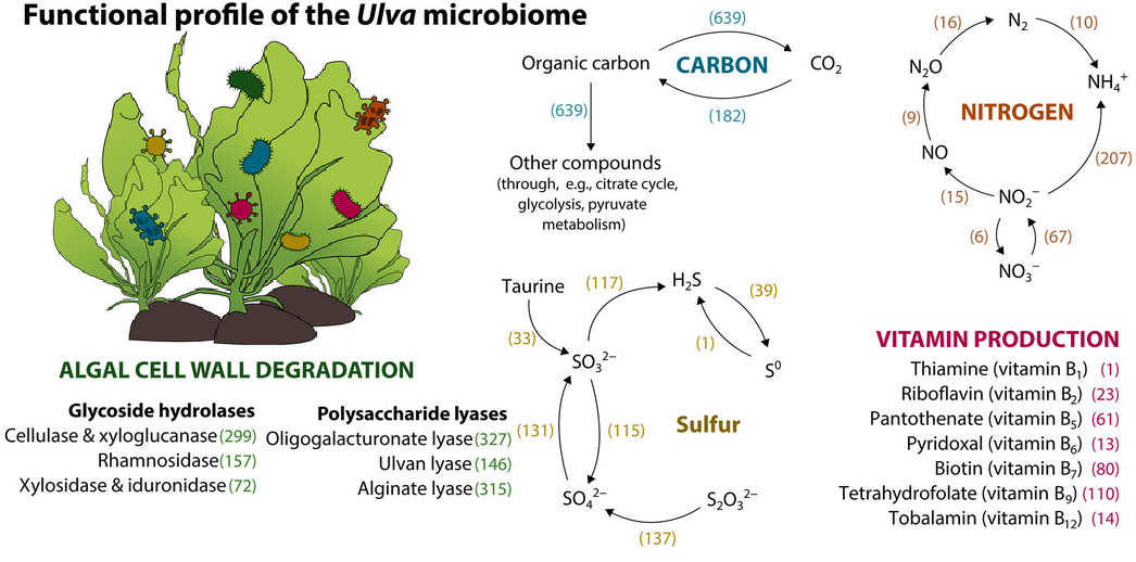 Stable functions, shifting partners: Adaptations of Ulva’s microbiome ...